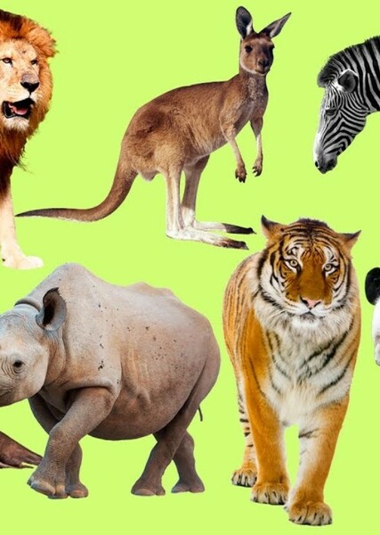 The Wild Animals (PBS Nature Series) Fan Casting on myCast