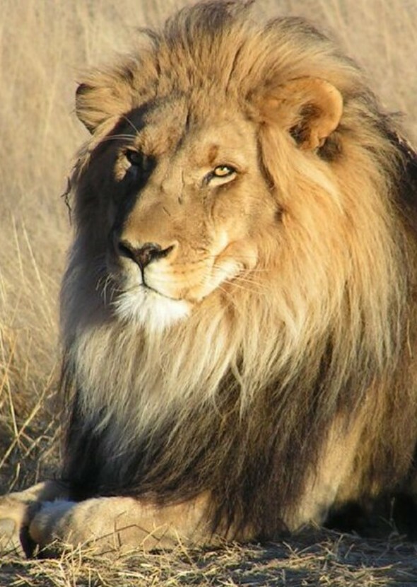 The Wild Animals (TV Series) Fan Casting on myCast