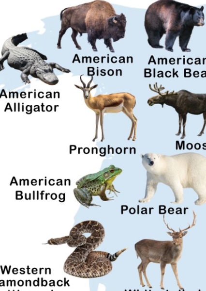 5: The American Bison Fan Casting for Top 100 North American Animals ...