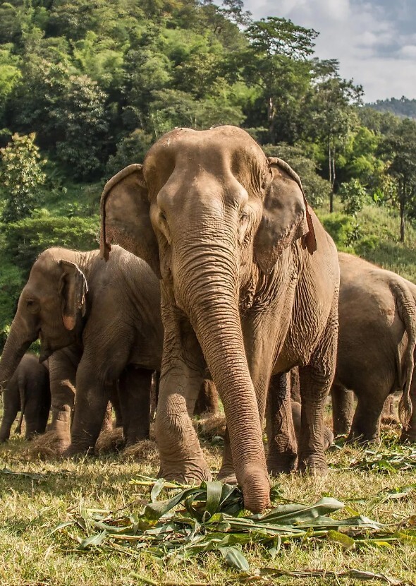 Universal Pictures: Asia Fan Casting on myCast