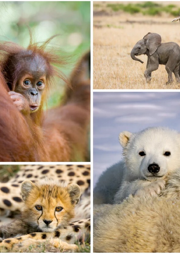 Universal Pictures: Baby Animals Fan Casting on myCast