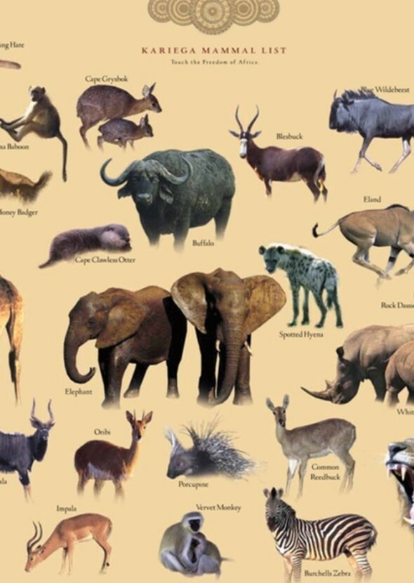 Voices from the Earth (PBS Nature Series) Fan Casting on myCast