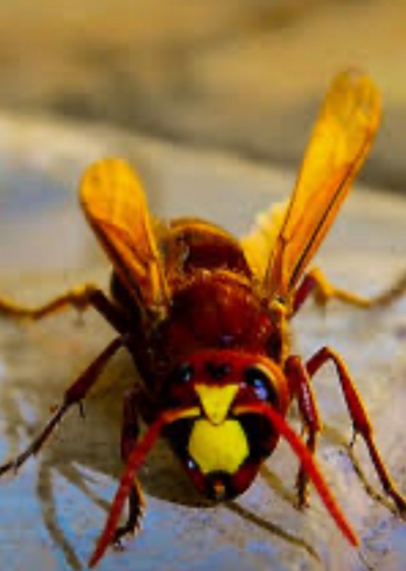 Watch Out! Part 1: One Thing About A Hornet Fan Casting on myCast