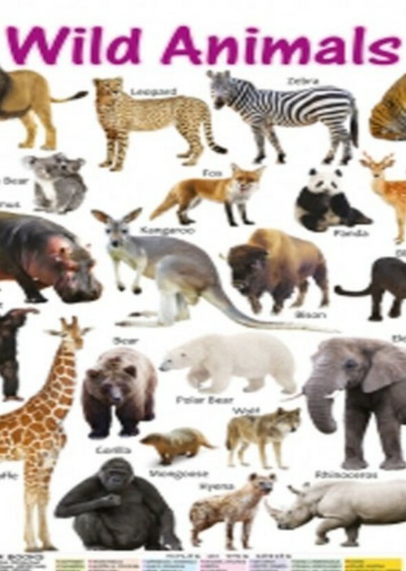 We are Animals (PBS Nature Series) Fan Casting on myCast