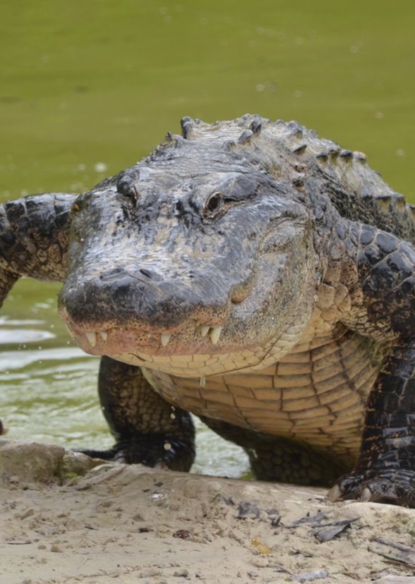 What characters should AlligatorPlayz voice Fan Casting on myCast