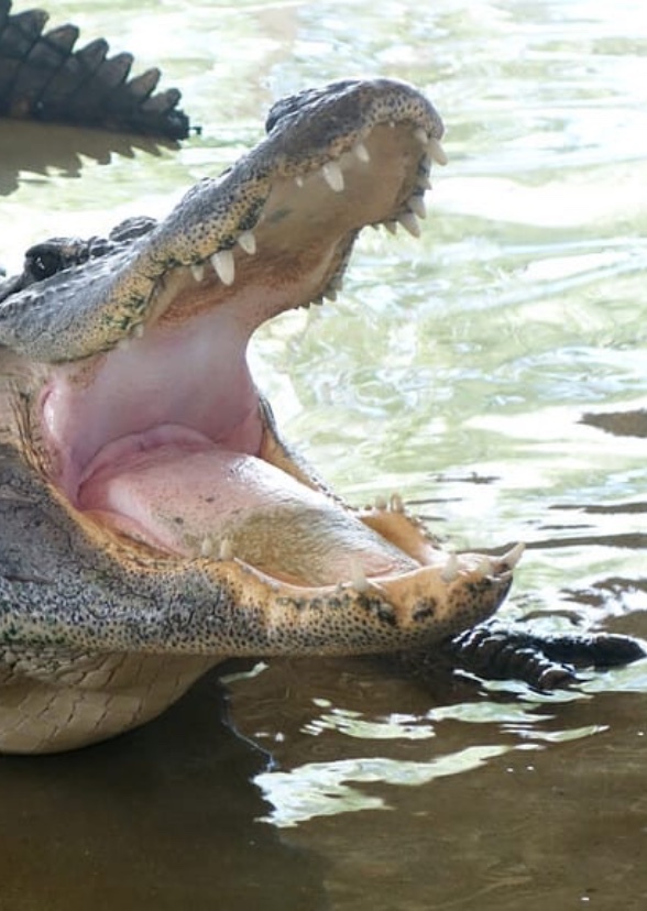 Where’s my water (live action tv series) Fan Casting on myCast