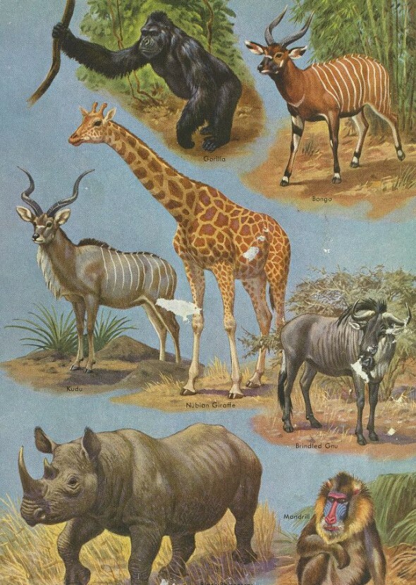 Wild Fan Casting on myCast