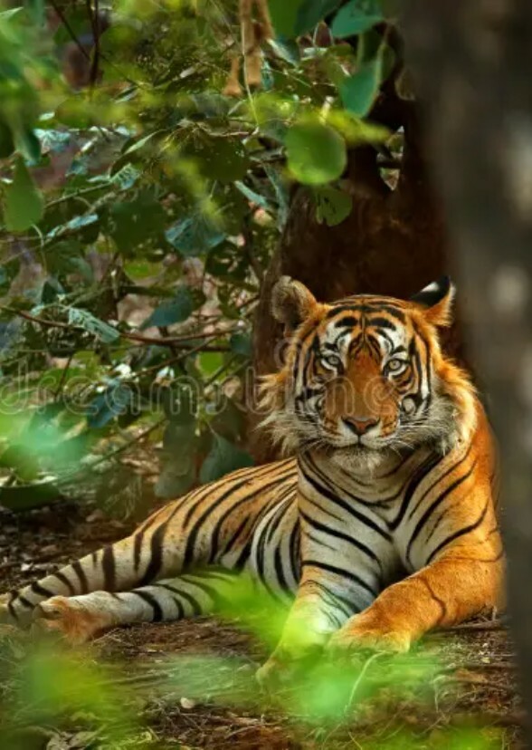 Wild Nature (tv series) Fan Casting on myCast