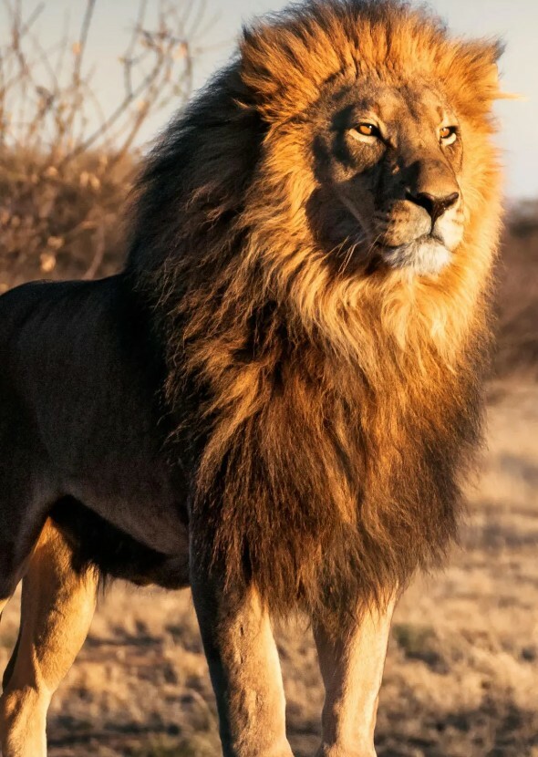 Wild Nature (TV Series) Fan Casting on myCast