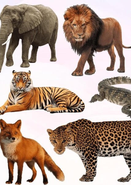 Wild Planet Fan Casting on myCast