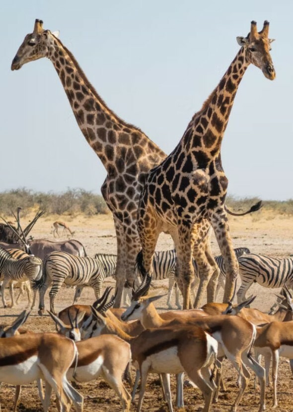 Wildlife and Nature Fan Casting on myCast