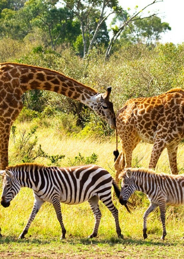 Wildlife and Nature (TV Program) Fan Casting on myCast