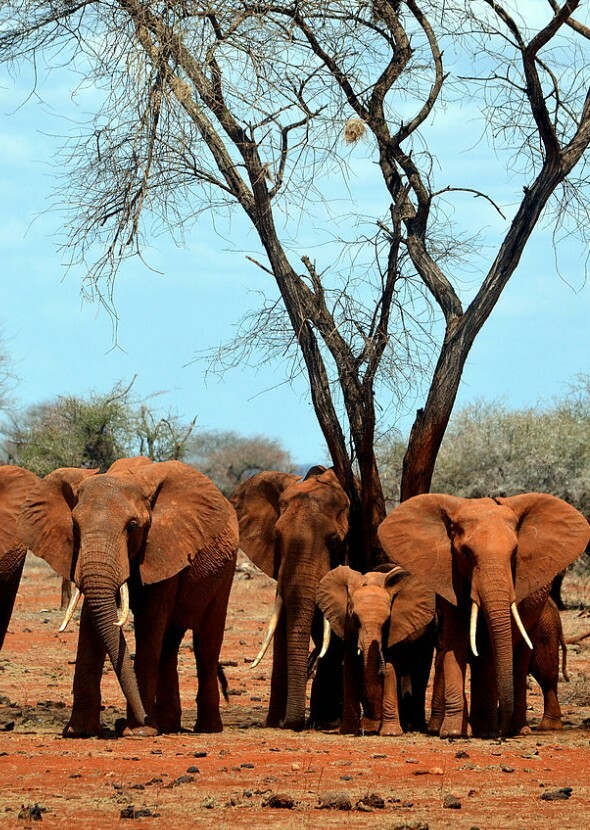 Wildlife Fan Casting on myCast