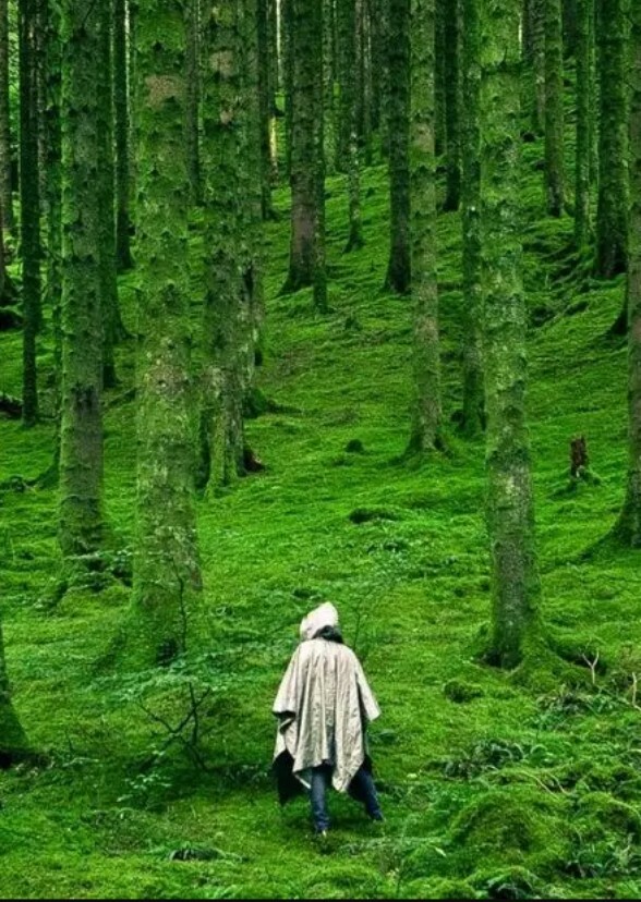 Woods Alone Fan Casting on myCast