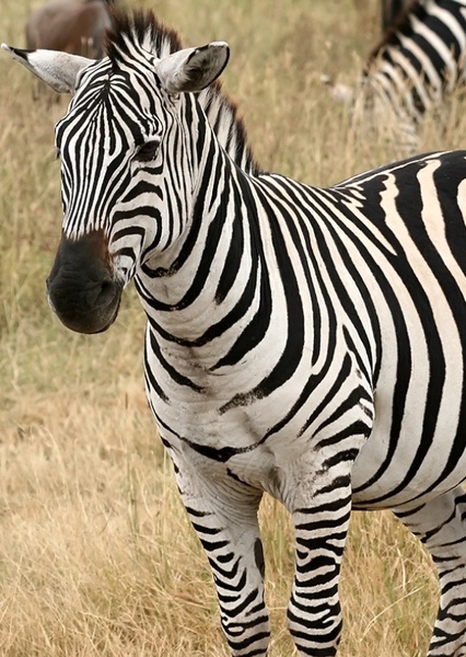 Zebra Fan Casting on myCast