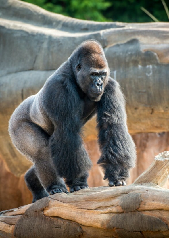 Zoo (tv series) Fan Casting on myCast